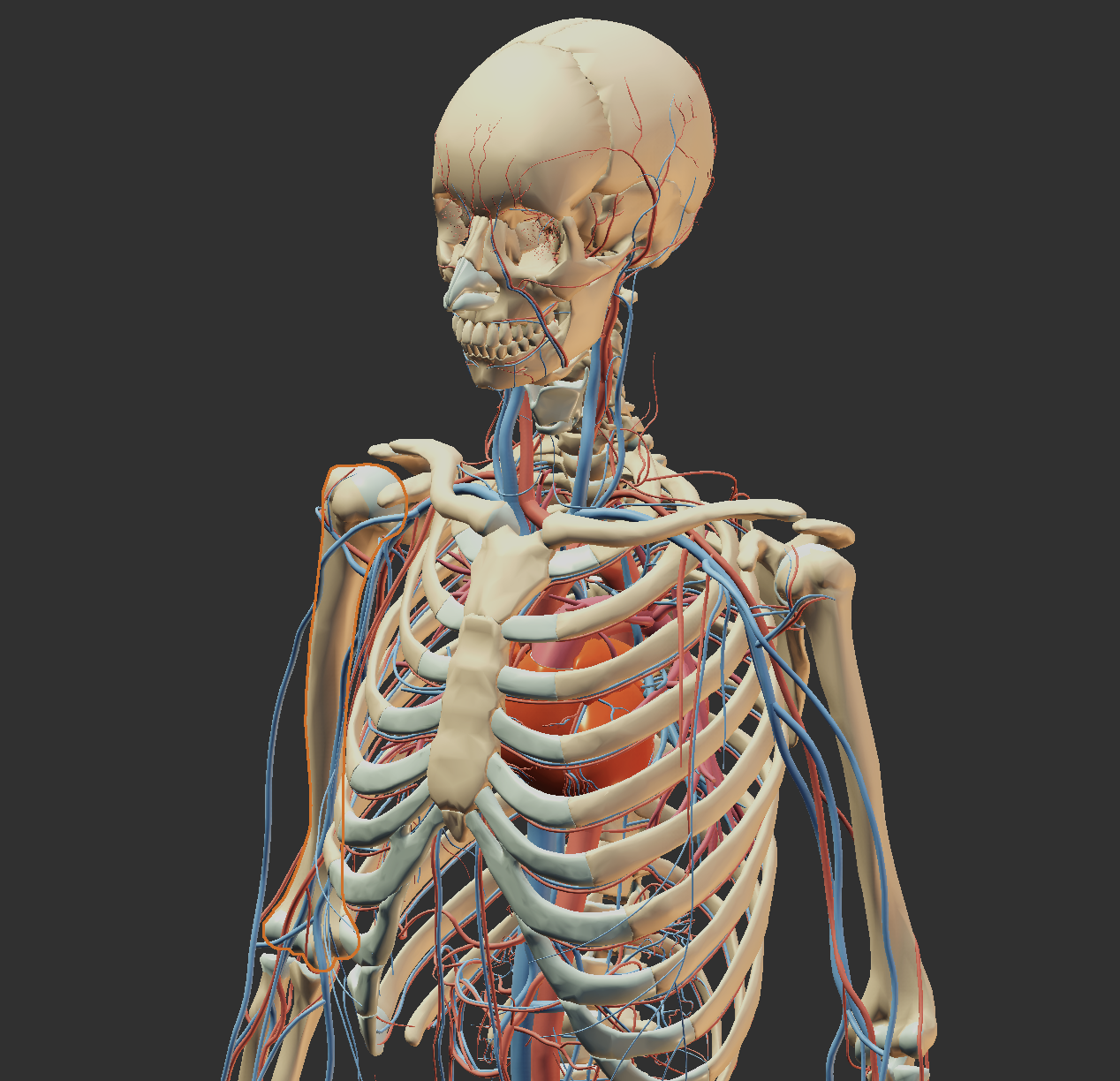 Z-Anatomy - 3D kostra člověka zdarma – Naše třída