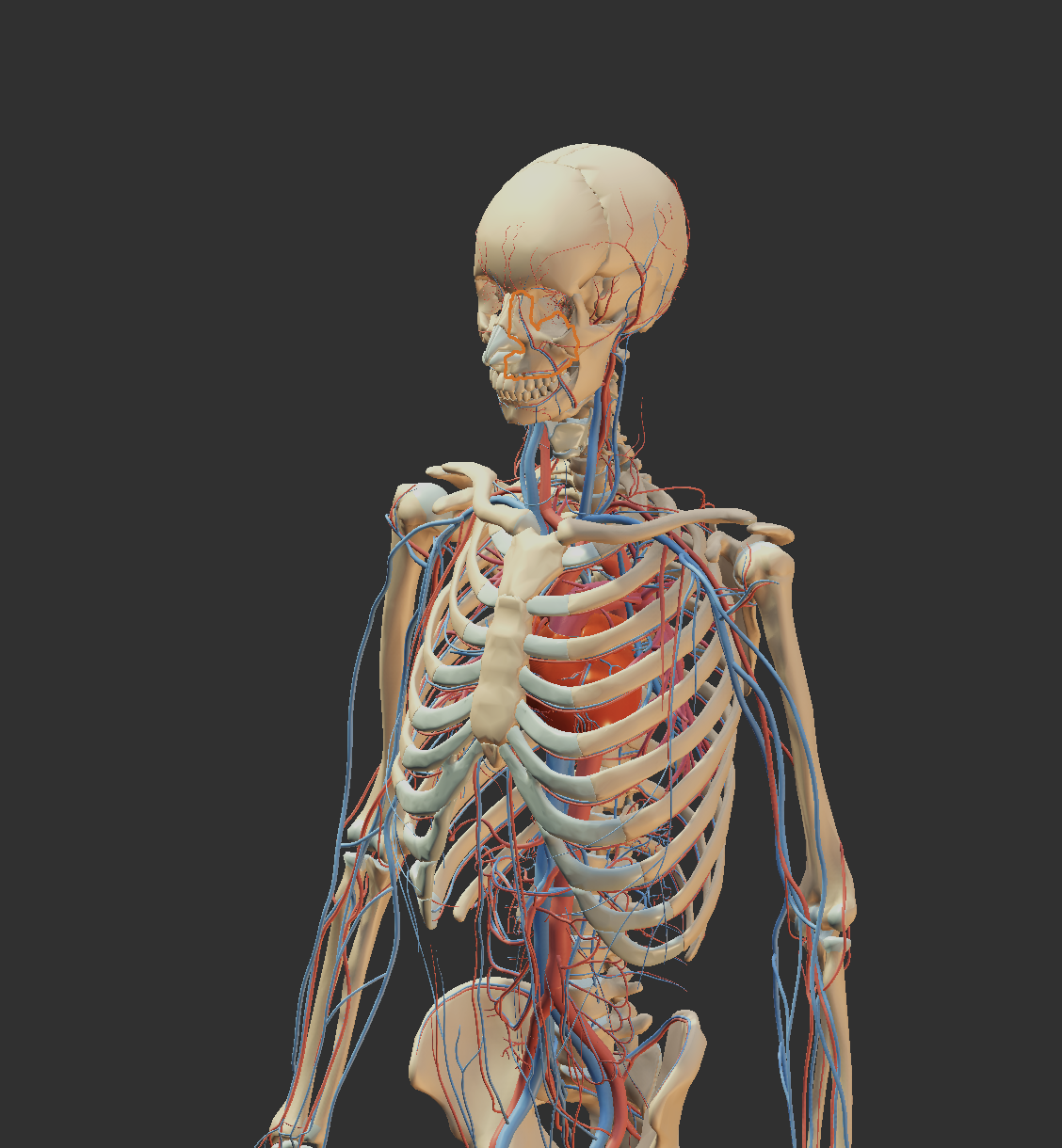 Z-Anatomy - 3D kostra člověka zdarma – Naše třída